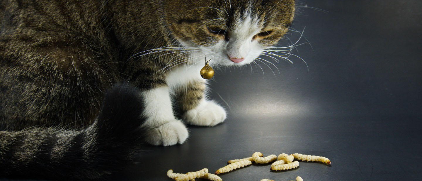 Types Of Worms In Cats And Kitten Deworming Schedule | WHISKAS®