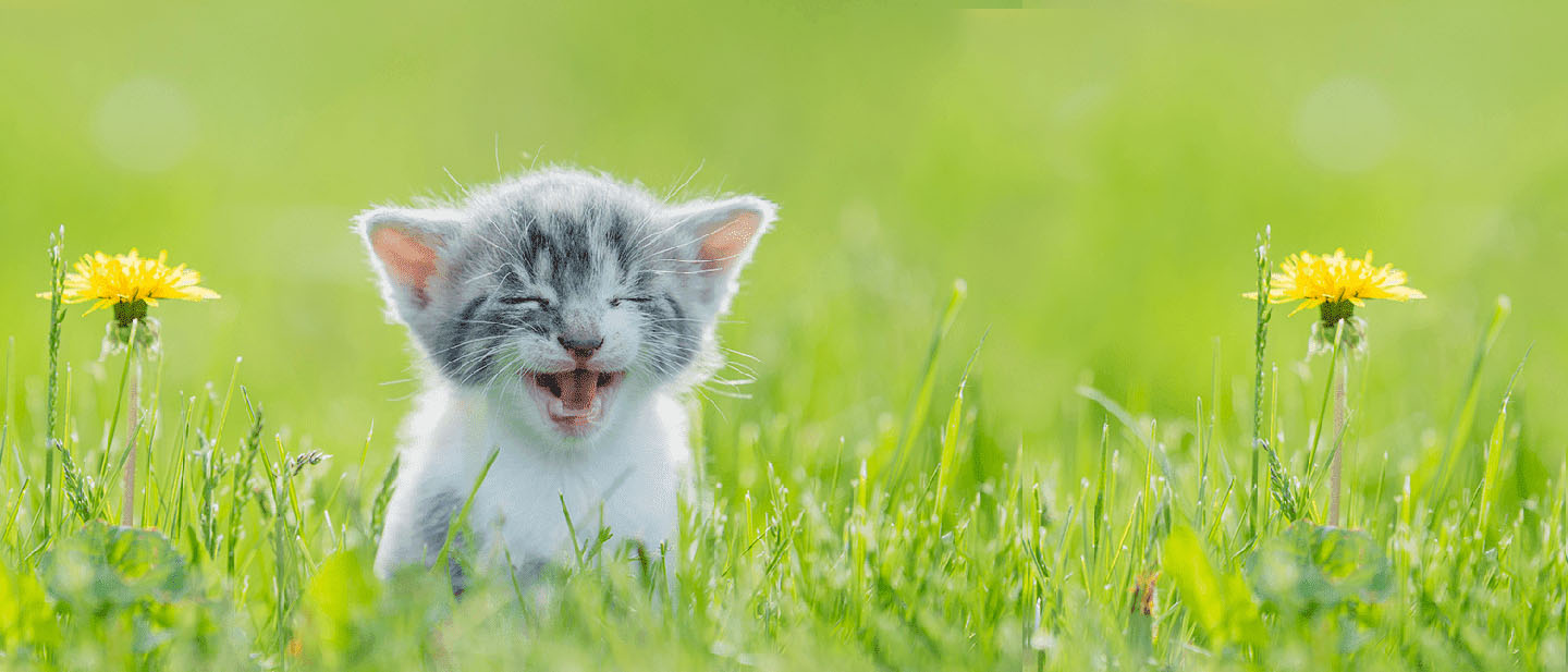 Common Kitten Sounds And Their Meaning | WHISKAS®
