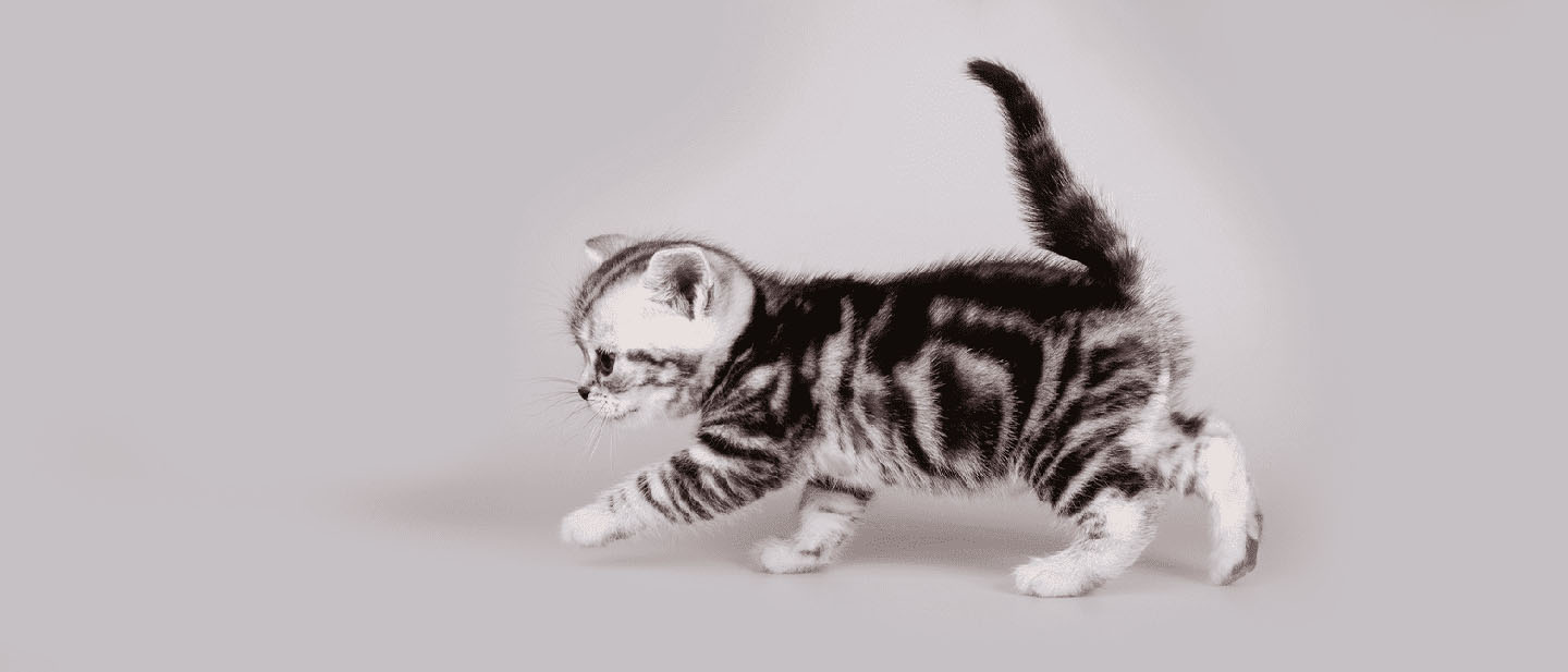 Understanding Your Cat's Tail Signals, Language & Movements | WHISKAS®