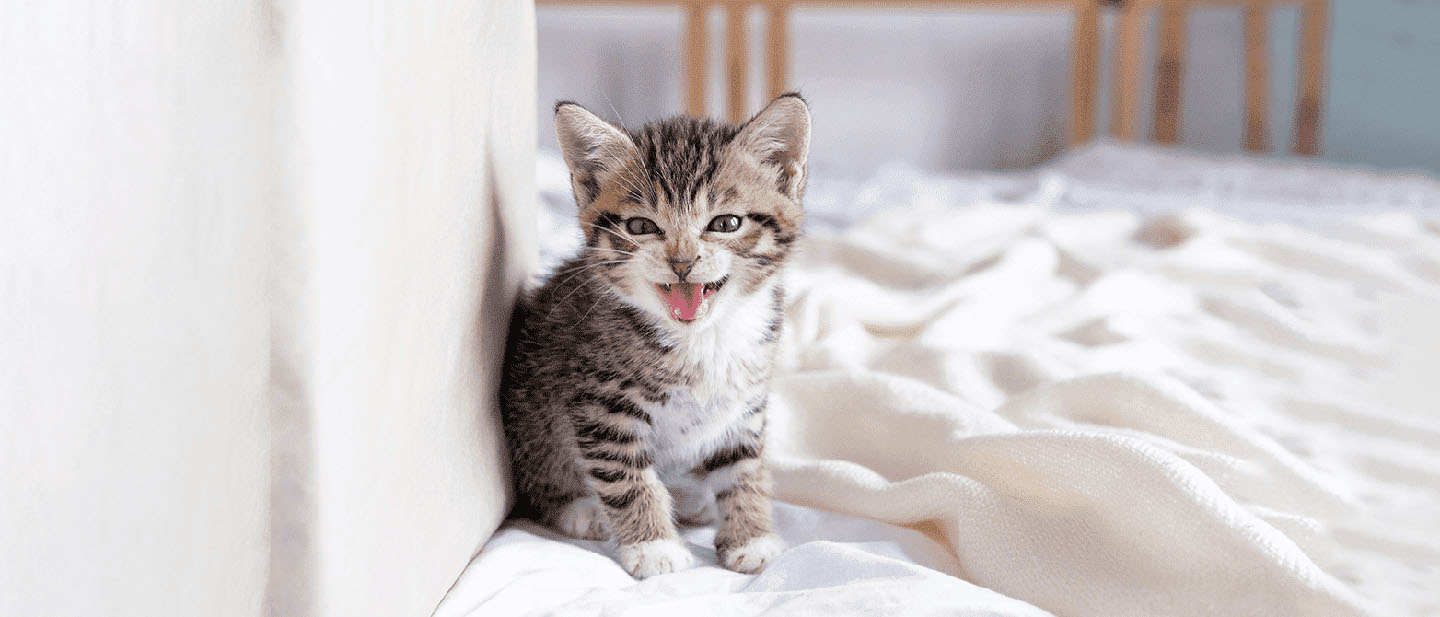 Kitten Aggressive Behavior:5 Ways of Reducing Kitten Aggression | WHISKAS®