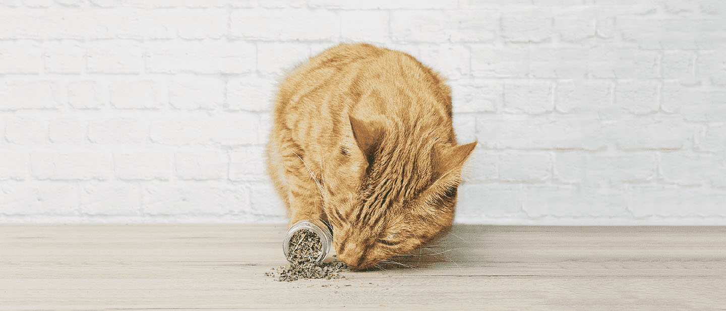 Catnip For Cats, It's Uses and Effects | WHISKAS®