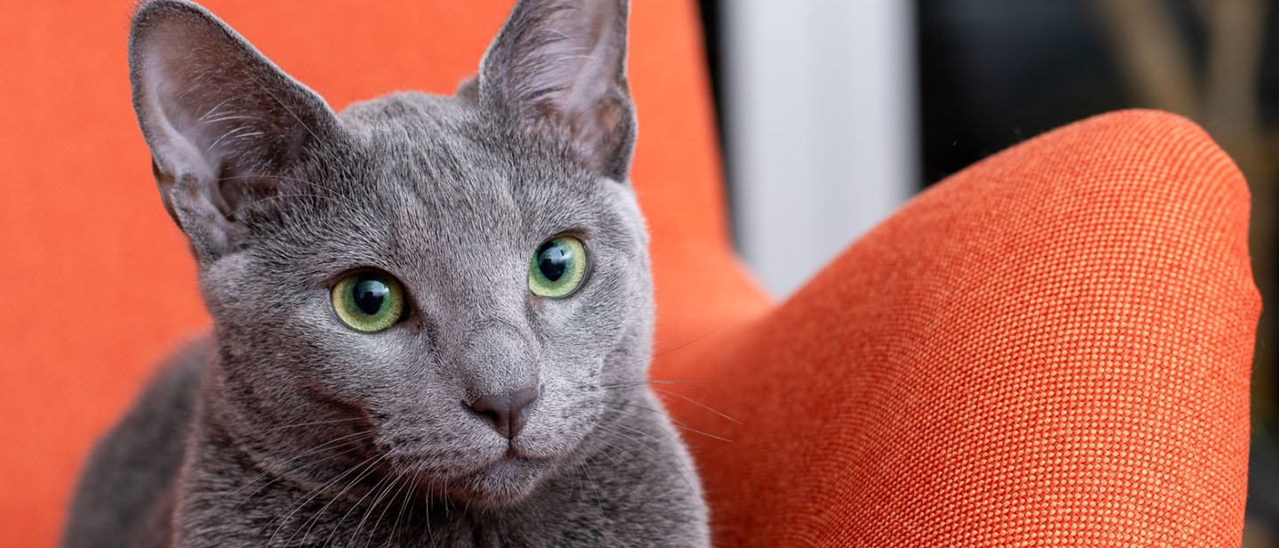 Russian Blue Cat Breed Information, Personality & More-WHISKAS®