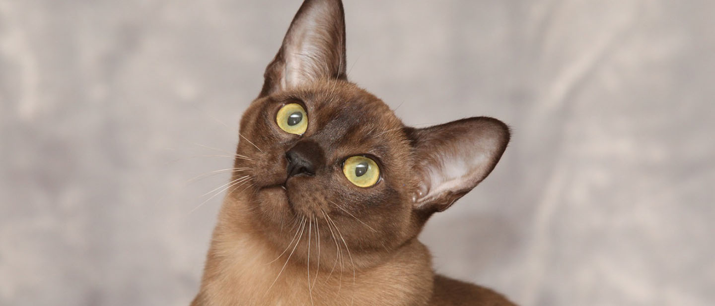 Burmese Cat Breed Information, Personality, Characteristics-WHISKAS®