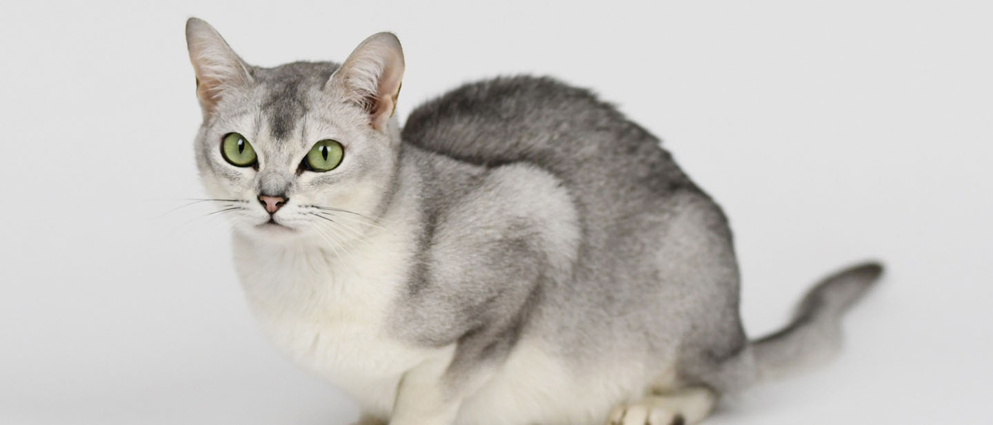 Burmilla Cat Breed Information, Personality & More-WHISKAS®