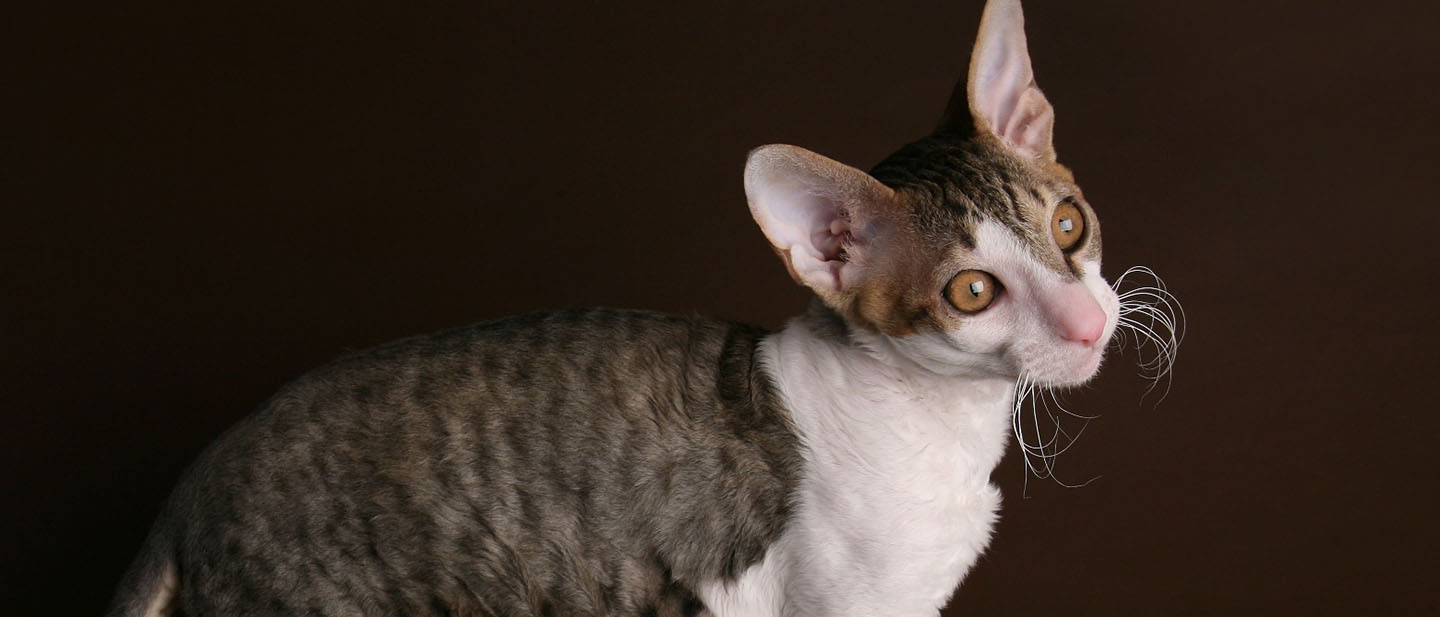 cornish rex cat breed