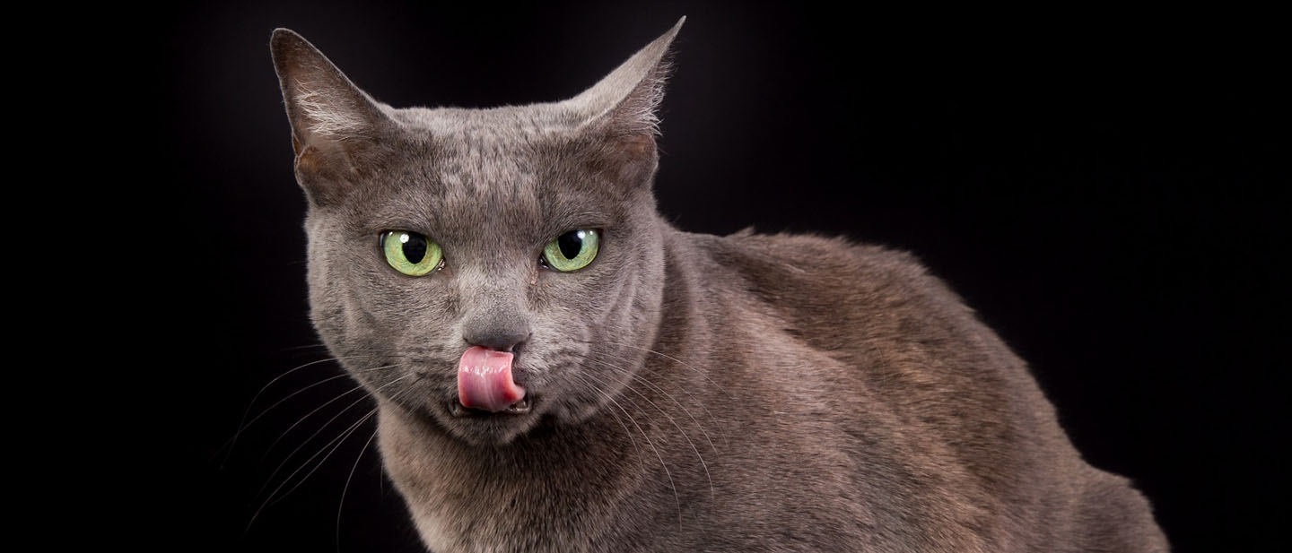 Korat Cat Breed Information, Personality & More-WHISKAS®