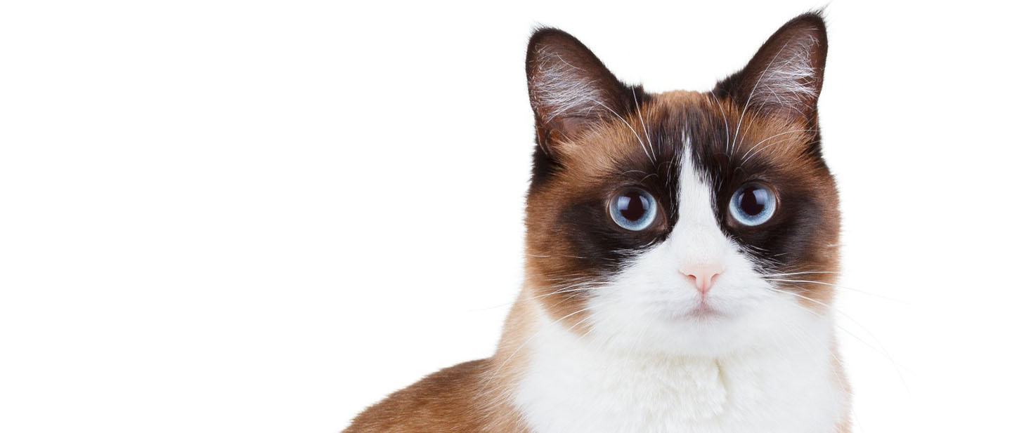 Snowshoe Cat Breed Information, Personality & More-WHISKAS®