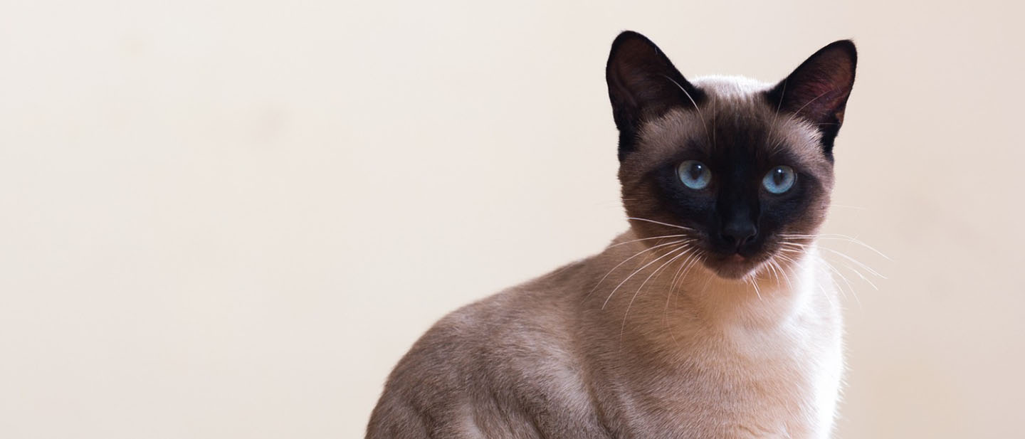 Tonkinese Cat Breed Information, Personality & More-WHISKAS®