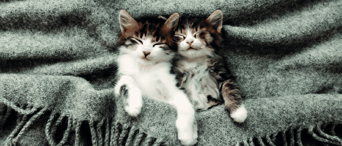 when do kittens fall asleep